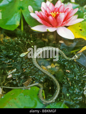 Die Ringelnatter (Natrix natrix) Schwimmen über die kleine Lagune ...