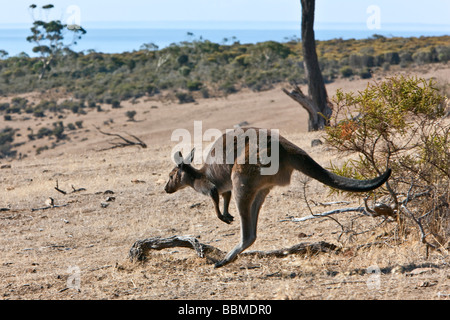 Australien, Süd Australien. Eine Untergattung des Western Grey Kangaroo ...