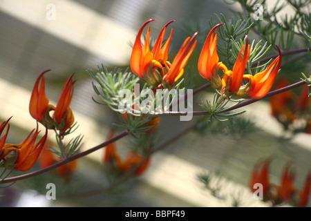 Lotus Weinstock (Lotus berthelotii Stockfotografie - Alamy