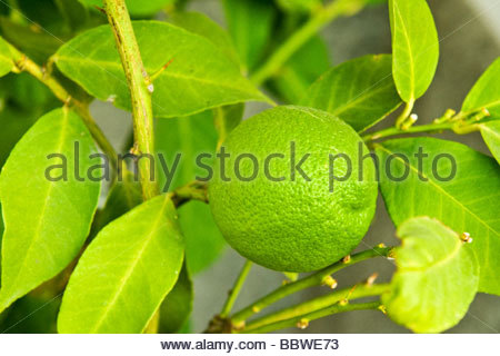 Zitronenbaum, Detail, Obst-Plantage, Anlage, Pflanze, Baum ...
