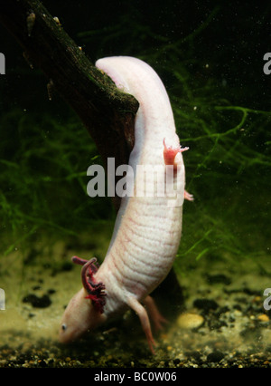 Weißen Axolotl (Z.B. geschieht) neotenischer aquatische Salamander ...