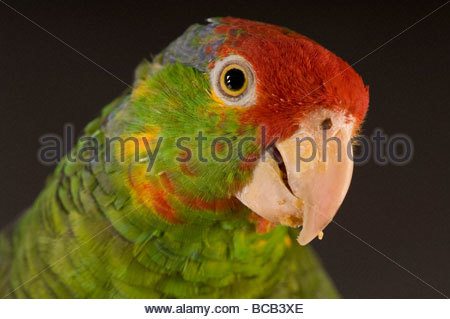 Rot-gekrönter Amazon / (Amazona Viridigenalis) / rot-gekrönter Papagei ...