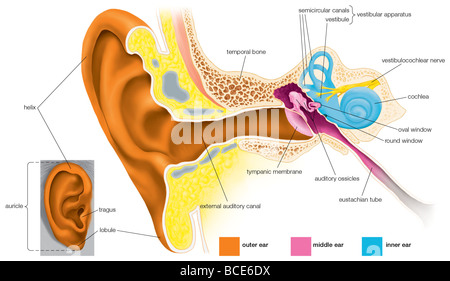Diagramm des menschlichen Ohres. Das Innenohr ermöglicht die Analyse ...