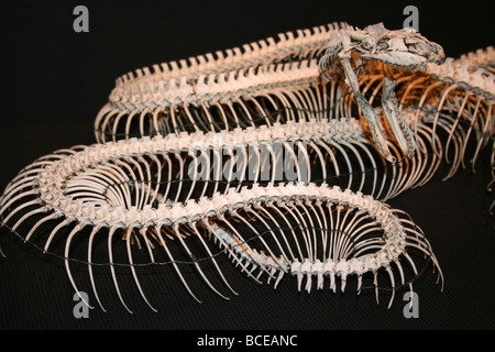 Skelett der Schlange Stockfotografie - Alamy