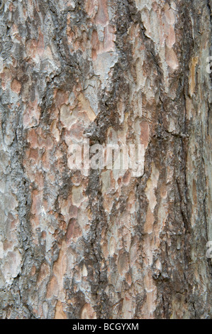 Europäische Lärche Larix Decidua enge auf der RINDE ON AUSGEWACHSENEN ...