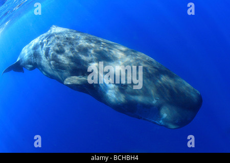 Pottwal Physeter Catodon Azoren Atlantik Portugal Stockfotografie - Alamy