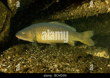 Karpfen, Karpfen, europäischen Karpfen (Cyprinus Carpio), an der ...