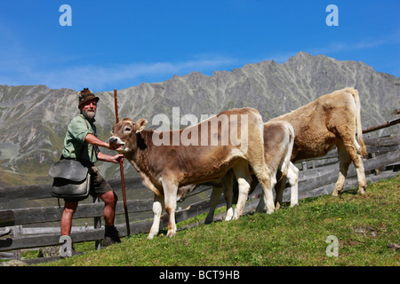 Alp Schäfer auf dem Berg Gleirsch Alm Weiden, Sellrain, Sellrain Group ...