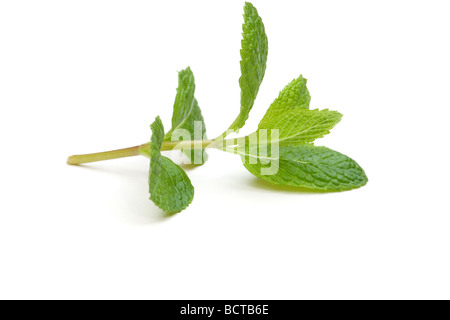 Nahaufnahme von Zweig Minze auf weißem Hintergrund Stockfoto, Bild ...