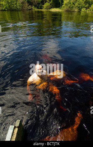 Schwimmen mit dem Amazonas rosa Delphin (Inia Geoffrensis), auch im ...