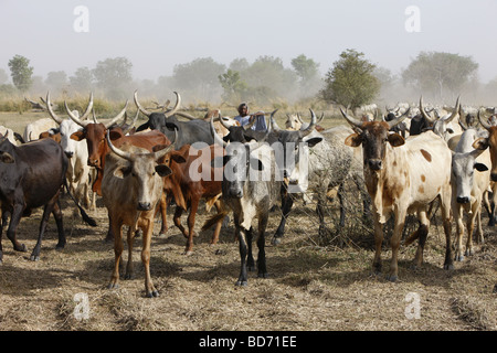 Zebu-Rinder hüten, am Lagdo-See, nördlichen Kamerun, Kamerun, Afrika ...