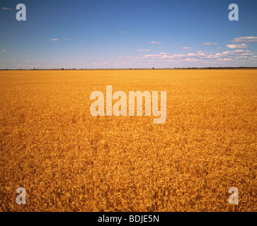 Weizenfeld mit dem Himmel als Hintergrund erntereif Stockfotografie - Alamy