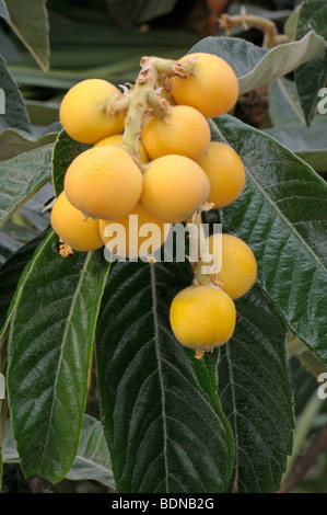 Japanische Mispel, Japanische Pflaume, Nespoli, Loquat (Eriobotrya ...