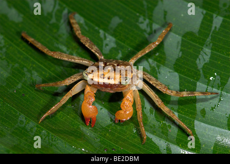 Marsh Krabbe Familie: Sesarmidae Hacienda Baru costarica tropischen ...