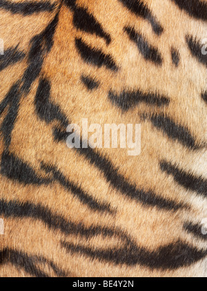 Detail der Tiger Fell, Nahaufnahme von wilden Tierfell Stockfoto, Bild ...