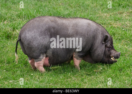 Dickbäuchige Schweine (Sus Scrofa), säen säugende Ferkel, Wildpark ...