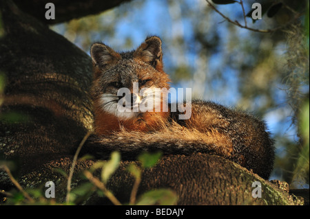 Graufuchs (Urocyon Cinereoargenteus Stockfotografie - Alamy