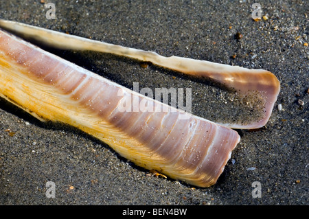 Atlantische Klappmesser, Bambus-Muschel, Razor Clam, Amerikanische ...
