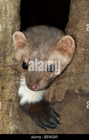 Steinmarder / Stein Marder / Haus Marder (Martes Foina) auf Futtersuche ...