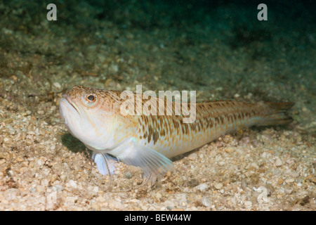 Gestreift Petermännchen, Trachinus Radiatus, Istrien, Adria, Kroatien ...