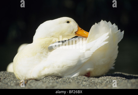 Hausente (Anas Platyrhynchos F. Domestica), Ente Küken bieten wir auf ...