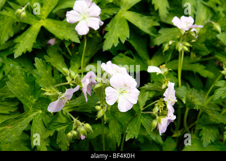 Geranium Maculatum 'Beth Chatto' (Storchschnabel Stockfotografie - Alamy