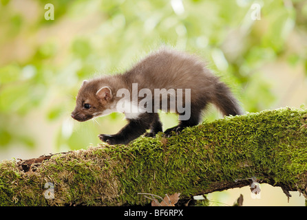 Junge Stein, Marder, Steinmarder oder weißen Brüsten Marder (Martes ...