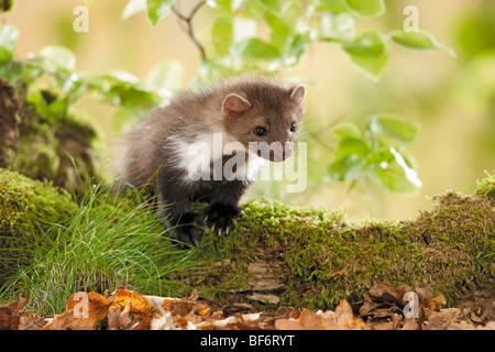 Steinmarder, Steinmarder, Duft, Steinmarder, Stein-Marder, Marder ...