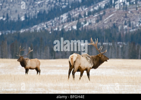 Paarung Elch, Cervus canadensis nelsoni, Rocky Mountains, Alberta ...