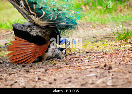 Männlicher Pfau Paarung mit weiblichen Pfau Stockfotografie - Alamy