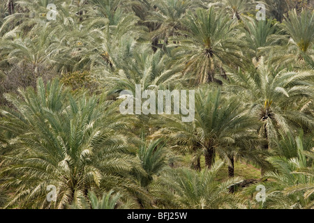 Bidyah, Vereinigte Arabische Emirate, Blick vom Aussichtsturm der ...
