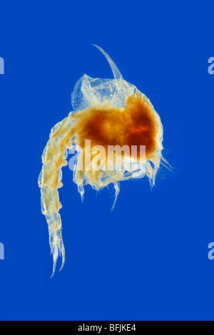 Mikrophotographie der Larven von Seespinnen, Zoea, Dunkelfeld ...