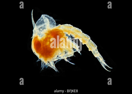 Mikrophotographie der Larven von Seespinnen, Zoea, Dunkelfeld ...