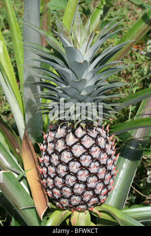 Die Ananas (Ananas comosus), eine tropische Pflanze mit einer essbaren ...