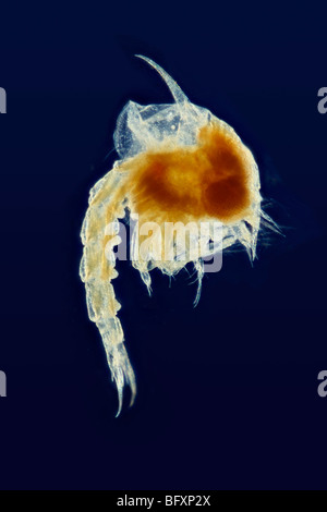 Mikrophotographie der Larven von Seespinnen, Zoea, Dunkelfeld ...