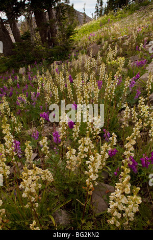 Coiled Schnabel Läusekräuter Pedicularis Contorta Var Contorta in ...