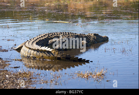 Nil-Krokodil (Crocodylus Niloticus) öffnet seine Backen in der Sonne ...