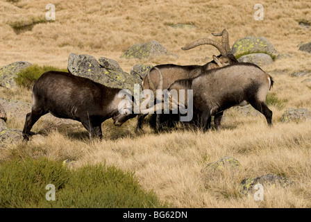 Spanischer Steinbock (Capra Pyrenaica) Männchen auf Stein, Nationalpark ...