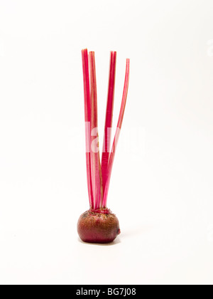 Rote Beete, Wurzel Rübe, Garten Rüben, Rote Beete, Rote Bete, Rote ...