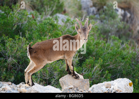 Spanischer Steinbock (Capra Pyrenaica) klettern Fels Gesicht, Sierra de ...