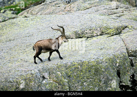 Spanische Steinböcke (Capra Pyrenaica) im Naturpark El Torcal ...