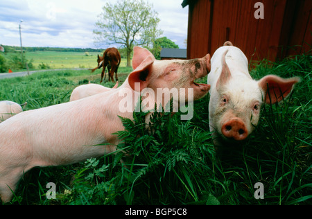 Humor - zwei lustige Schweine Stockfoto, Bild: 49350859 - Alamy