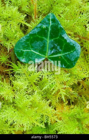 Ein einzelnes Blatt Efeu, Hedera helix, Knoten, die durch ein Loch in ...