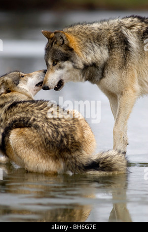 Zwei Wölfe kämpfen über Hierarchie, Mackenzie Wolf, Alaskan Tundra Wolf ...