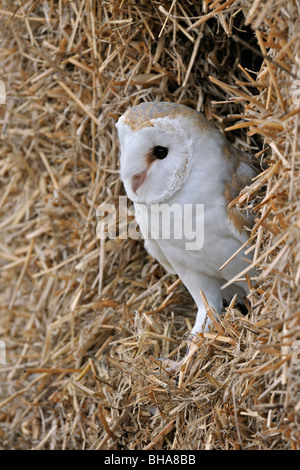 Schleiereule (Tyto Alba) Blick durch das Loch in der Wand der Scheune ...