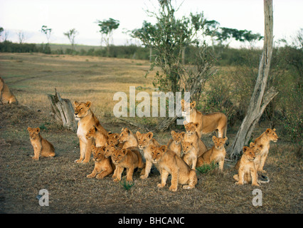 Familie der afrikanische Löwen (Panthera leo) auf einem Toten zebra Aas ...