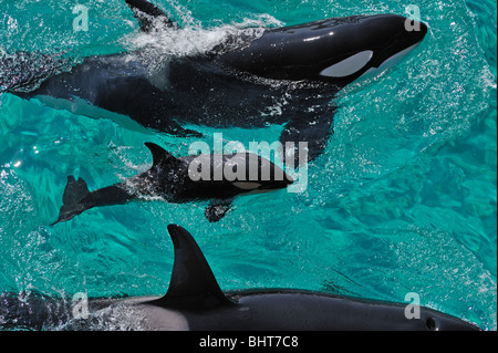 Orca, großer Schwertwal, Grampus (Orcinus Orca), angreifen, Argentinien ...
