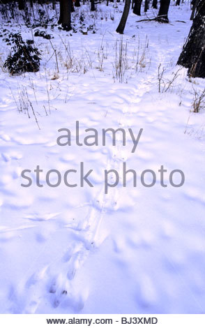 Reh - Spur im Schnee Stockfotografie - Alamy