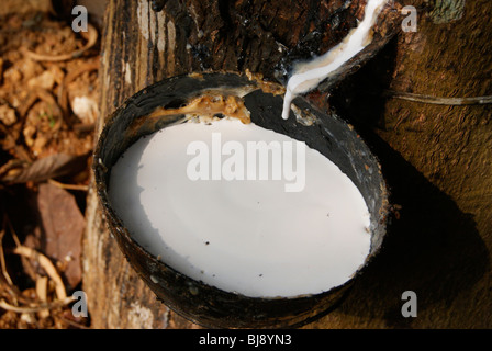 Natur-Kautschuk-Plantage in Sri Lanka Stockfoto, Bild: 41879701 - Alamy