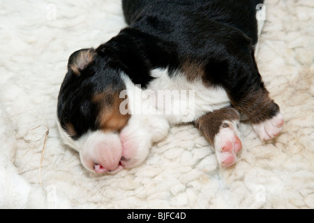 neugeborenes Baby Berner Sennenhund Welpen Stockfotografie - Alamy